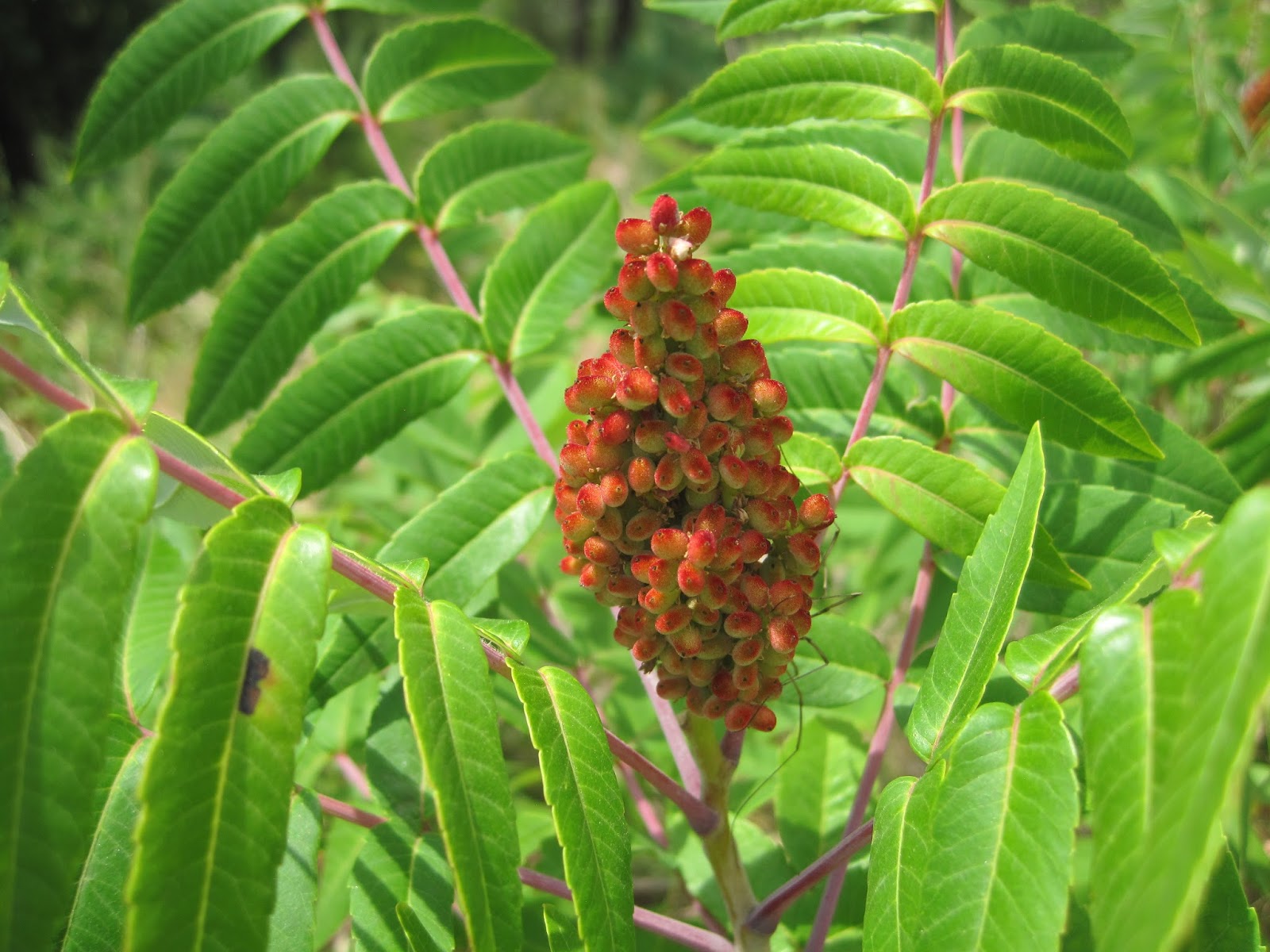 2016 hikes: Wild raspberries