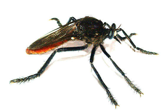 Arizona: Beetles, Bugs, Birds and more: 'Raubritter' among Insects