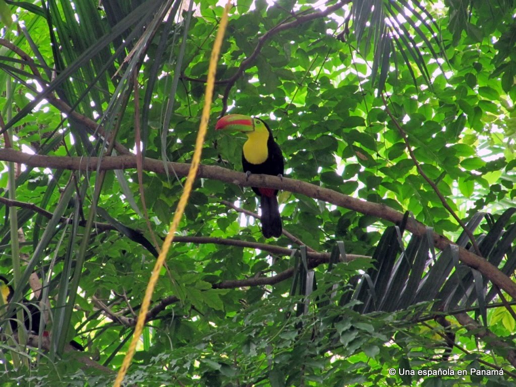 Parque Nacional Soberania, refugio de fauna silvestre ~ Una española en ...