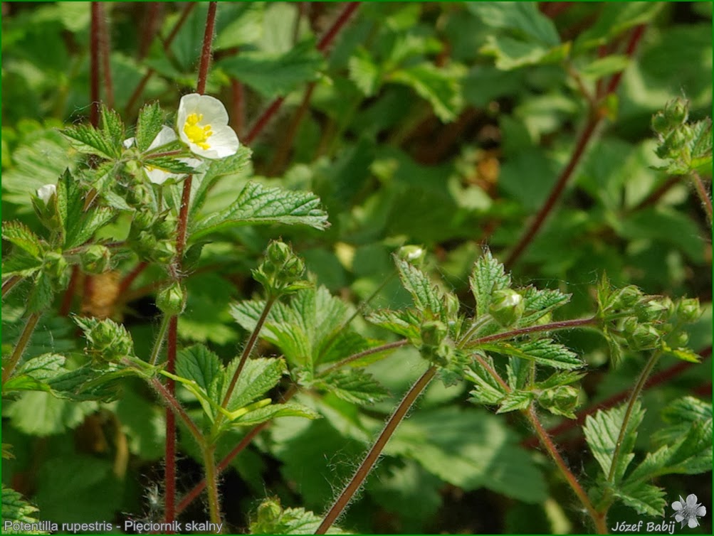 Plant Gallery - Encyklopedia Roślin: Potentilla rupestris - Pięciornik ...