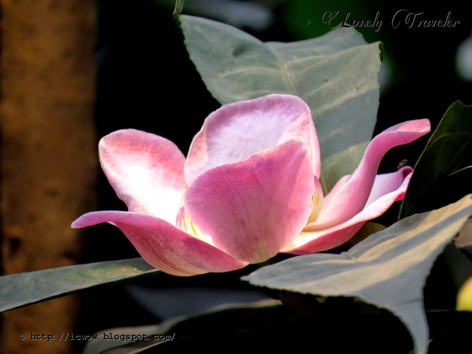Majestic Heaven Lotus - Gustavia augusta