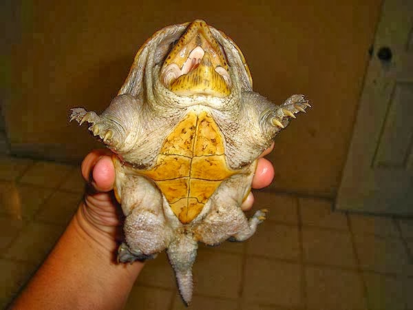 Tortugueros Maniáticos: CLAUDIUS ANGUSTATUS (Tortuga Chopontil)