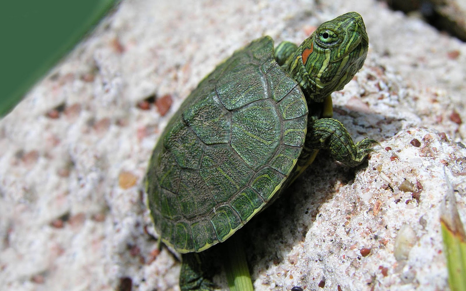 Schildpad Wallpapers