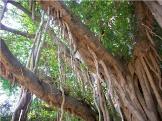 Sivaranthagam Sacred Grove (Pondicherry aka Puducherry) | My Travelogue ...