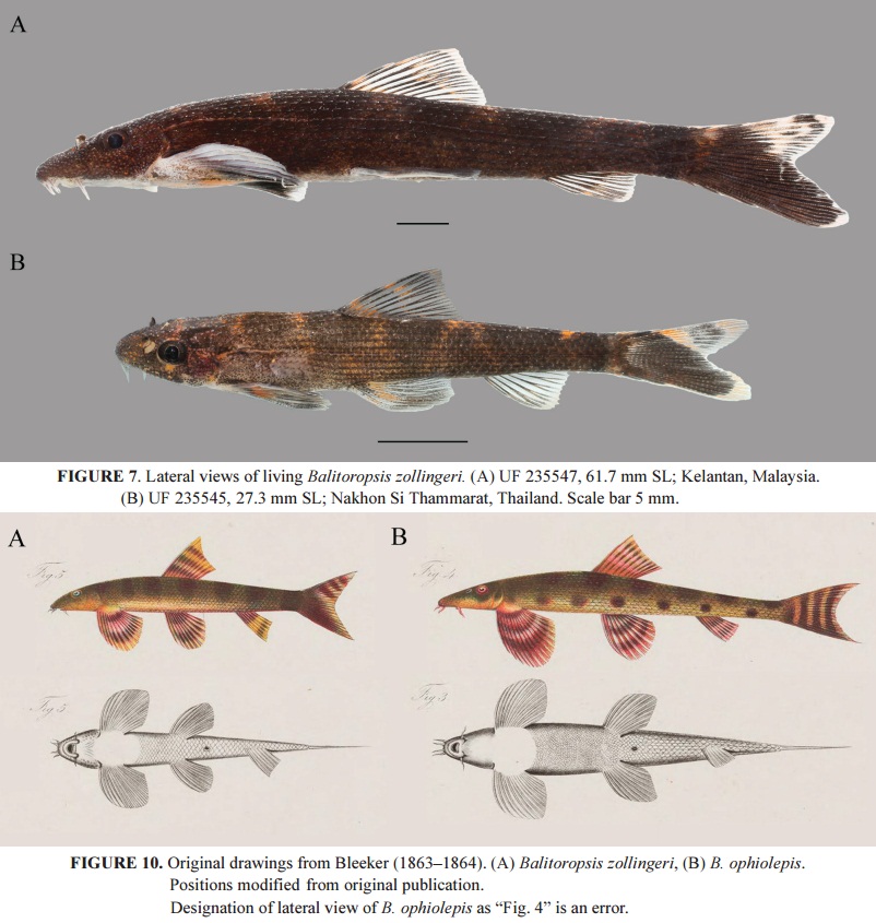 Species New to Science: [Ichthyology • 2015] Revision of the Hillstream ...