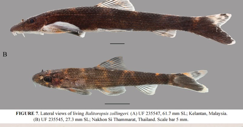 Species New to Science: [Ichthyology • 2015] Revision of the Hillstream ...