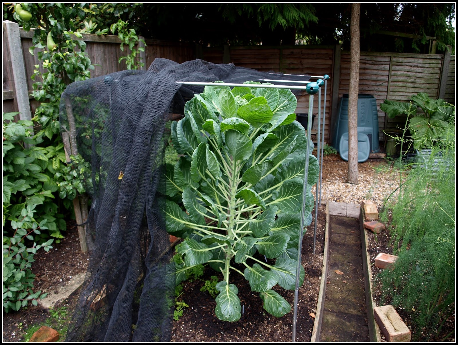 Mark's Veg Plot: Brussels Sprouts
