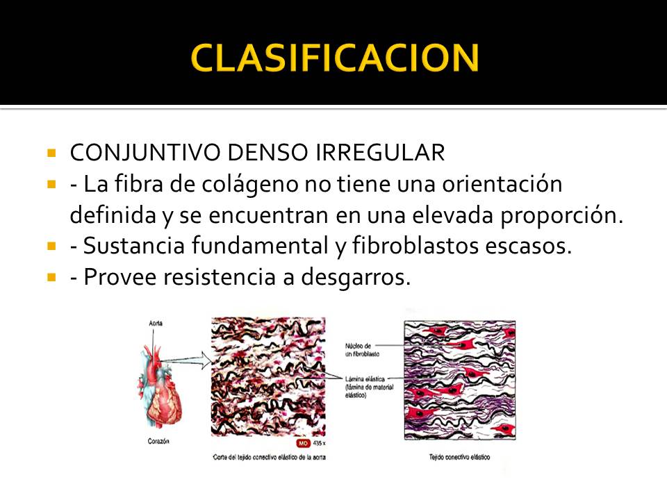 TEJIDO CONECTIVO LAXO Y DENSO