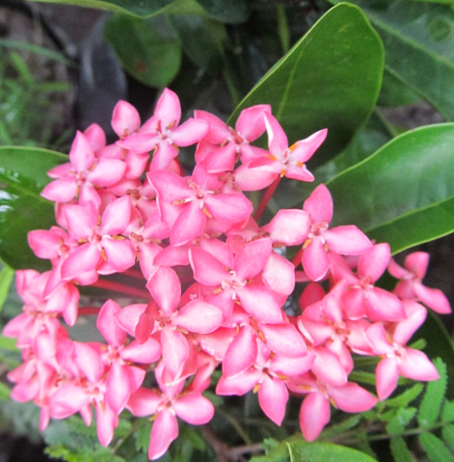 NATURAL & UNIQUE PHOTOGRAPHY: THETTY OR THETTI OR CHETTY OR LXORA FLOWER