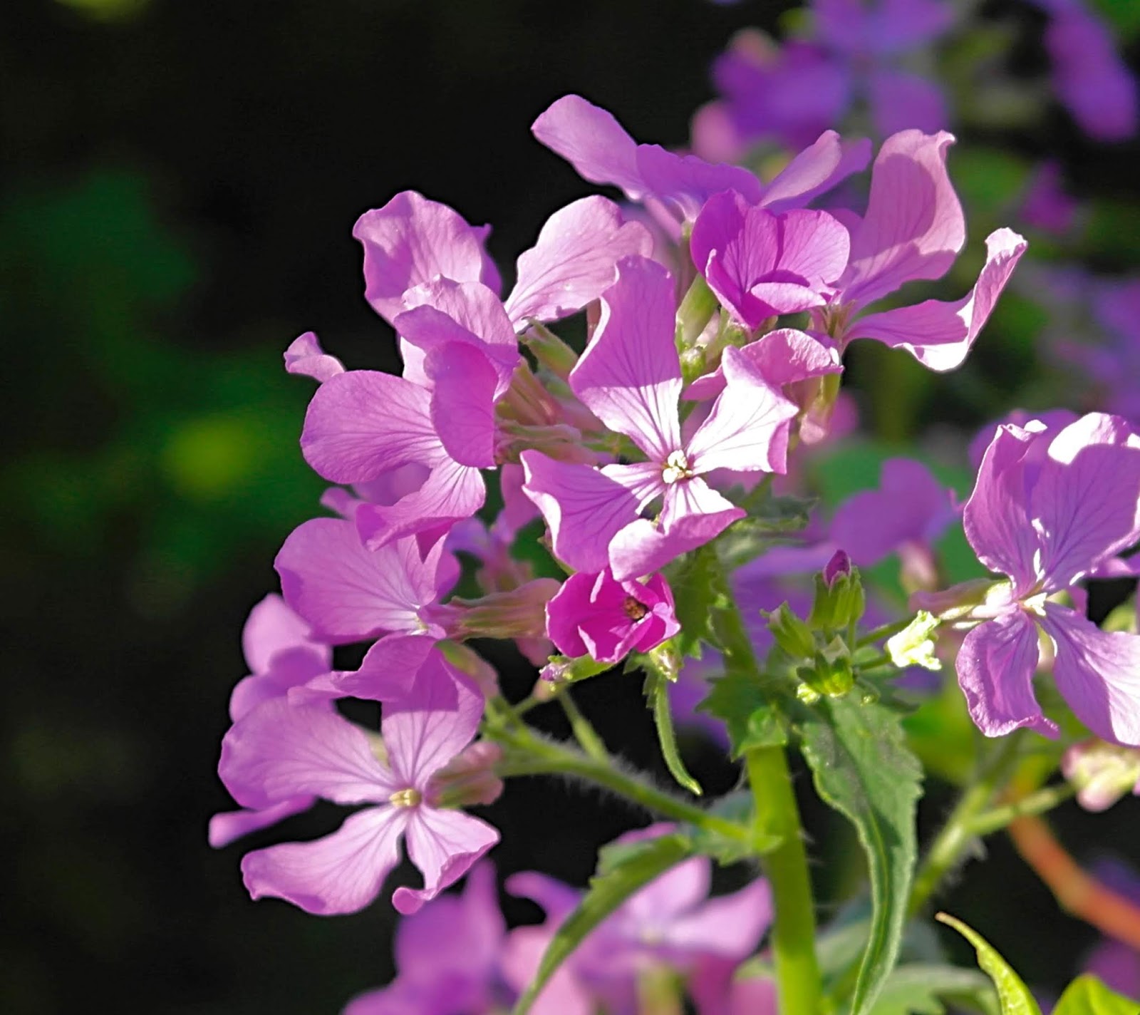 Floral Passions: Lunaria annua