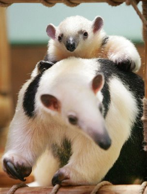 Pet Anteater
