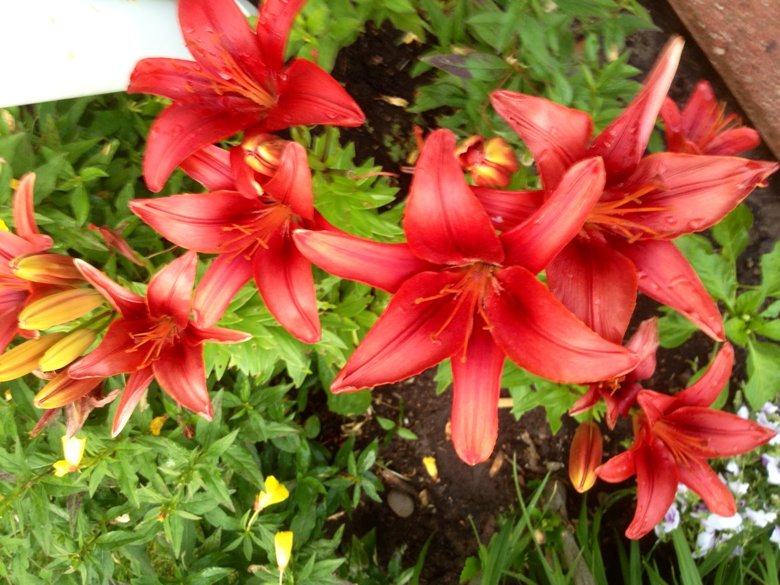 My love for gardening: Todays pics.. Lilies and Poppy!