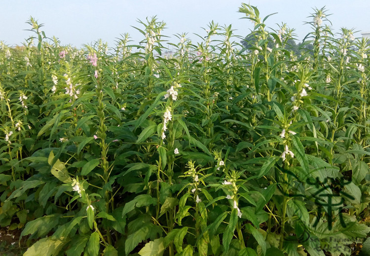 Flora de Puerto Rico Ilustrada Papo Vives: PEDALIACEA SESAMUM INDICUM ...