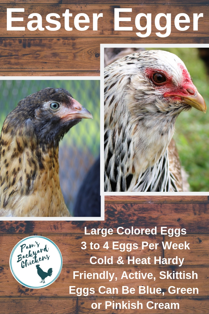 Pam's Backyard Chickens: Chicken Breeds