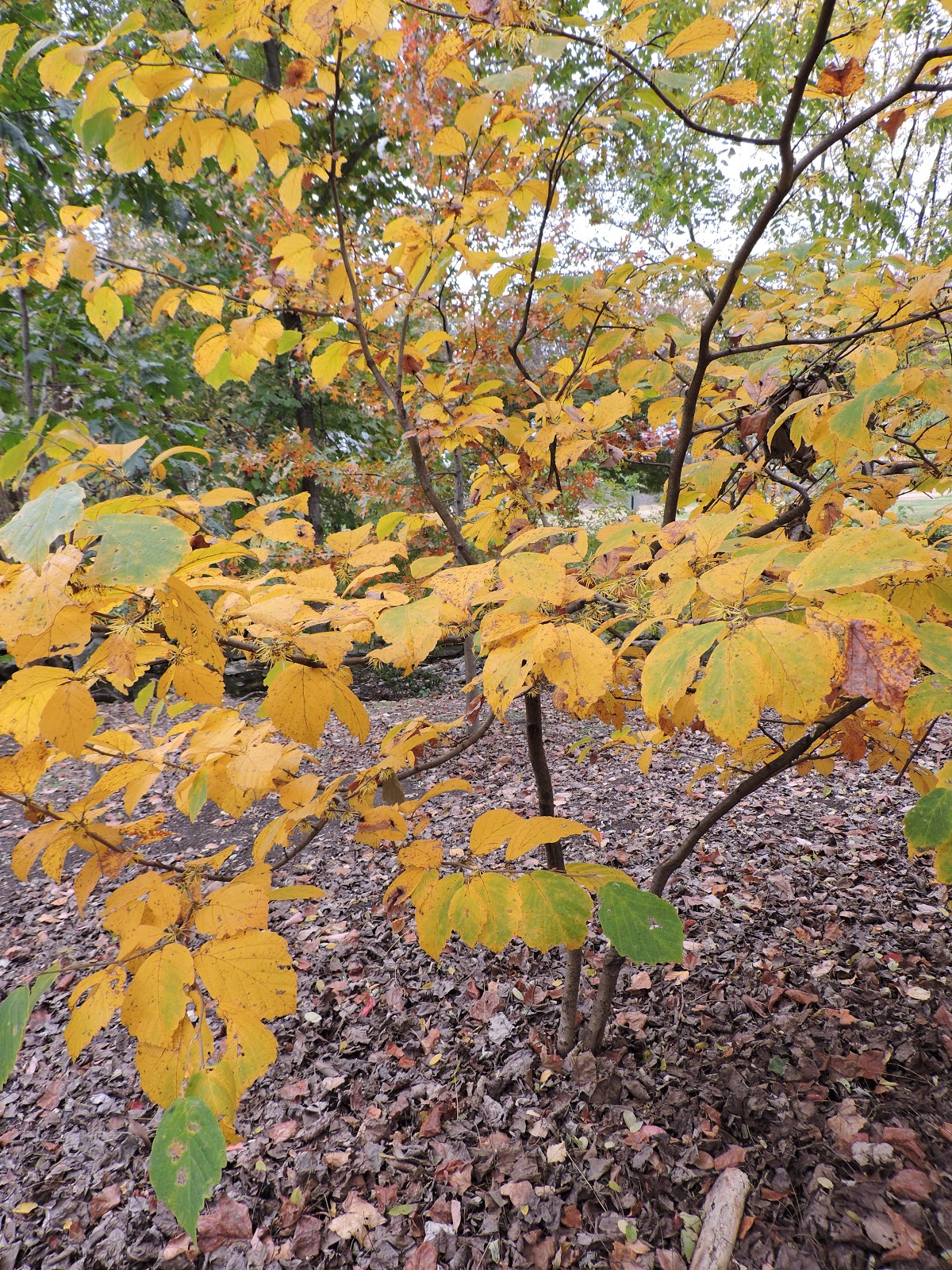 Capital Naturalist by Alonso Abugattas: Witch Hazel