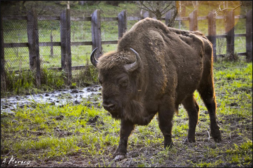 Totul despre mistreţi