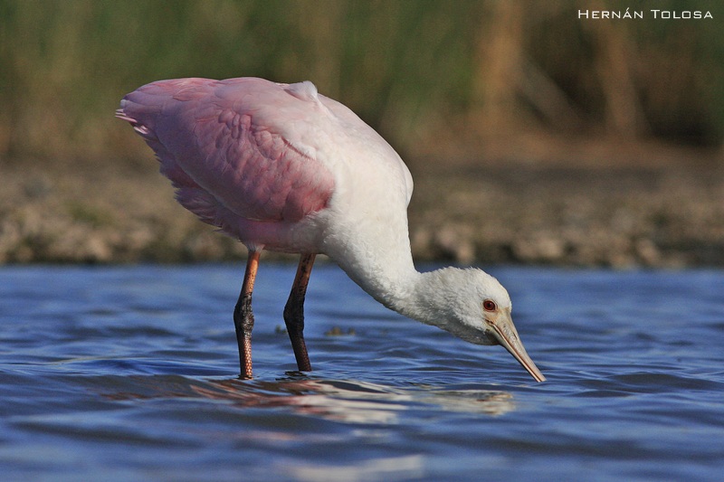 Aves de Argentina: Espátula rosada (Platalea ajaja)