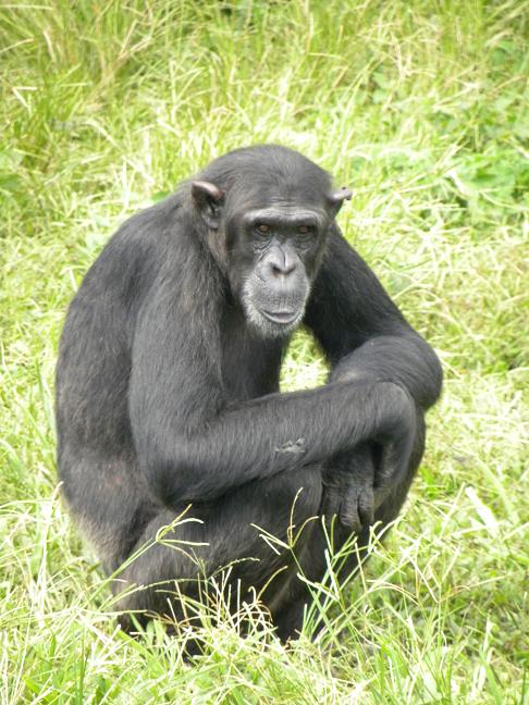 Inglis in Africa: Wazungu and Mud