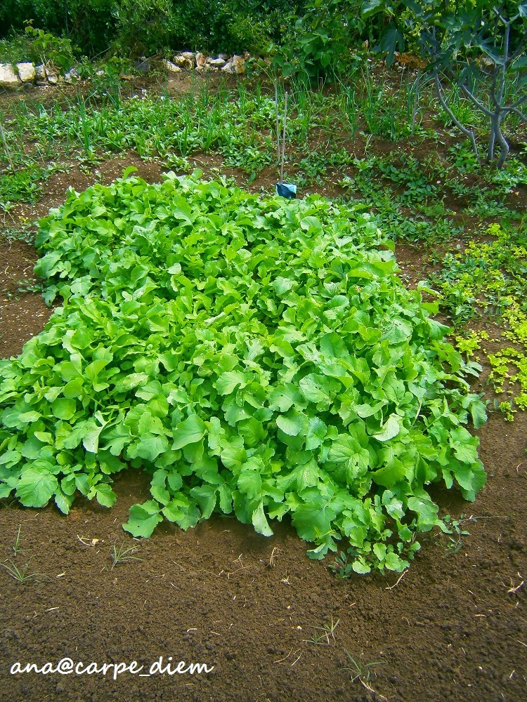 What is going on in a vegetable garden?
