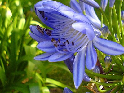 Imágenes de flores y plantas: Flor del Amor