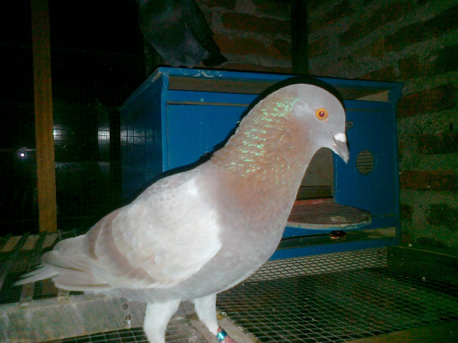 MERPATI BALAP - (UYUD-RUMI): T O Y A ( Piyik Latih )