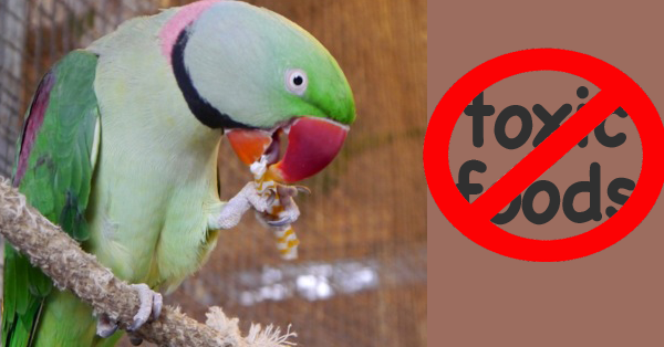 What is the Dangerous Food for Parrots? - All About Parrots