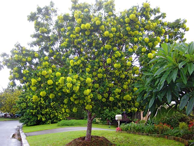 GROW FOOD slow food : The Golden Penda Spitfires