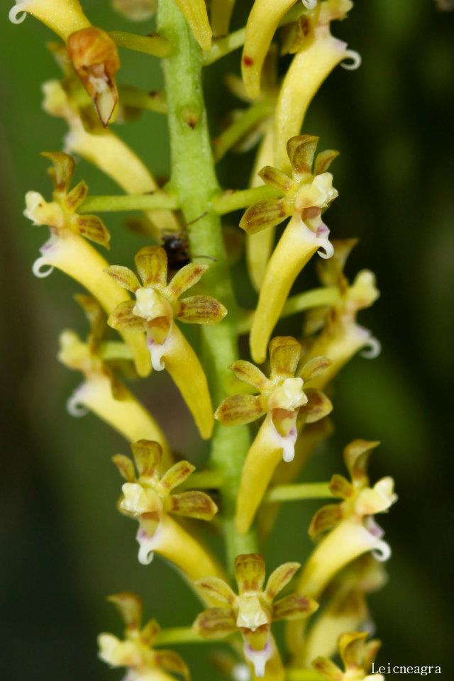 Wild orchids in sumatra: Malleola culicifera (Ridl.) Garay, 1972