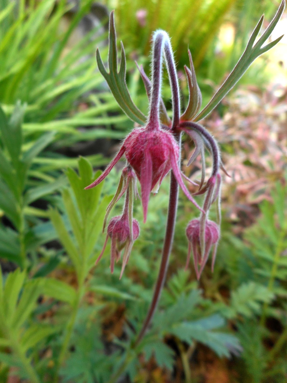 Gardening With Grace: May Bloomers