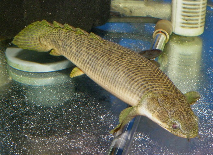 金魚&水族快訊Goldfish & Aquarium Messages: 波利霜斑恐龍(Polypterus palmas polli)