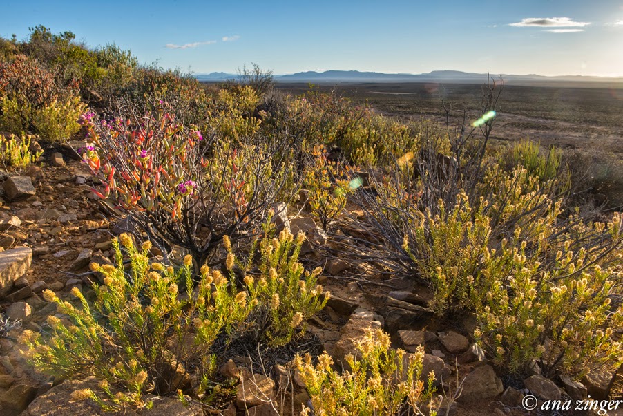 Uma Cantora na África: Karoo Suculento