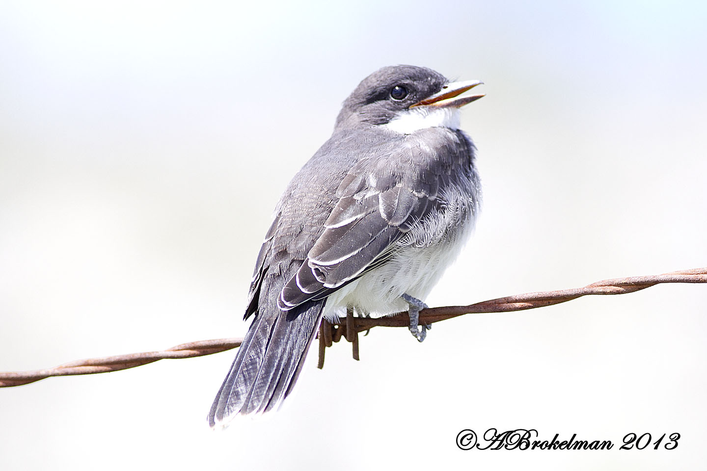 Ann Brokelman Photography: Fledged Northern Mockingbird, Eastern ...