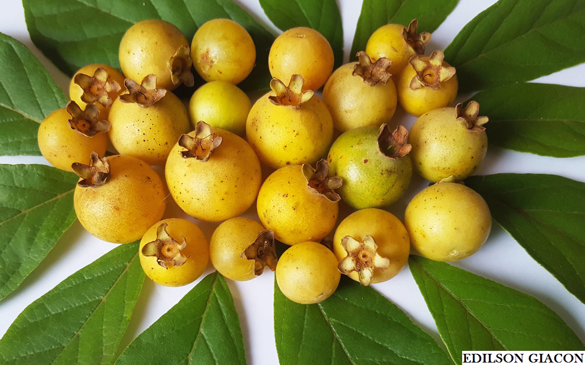 Viveiro Ciprest - Plantas Nativas e Exóticas: Guabiroba do Cerrado ou ...