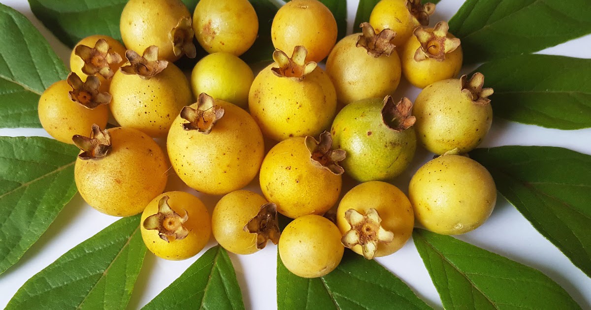 Viveiro Ciprest - Plantas Nativas e Exóticas: Guabiroba do Cerrado ou ...