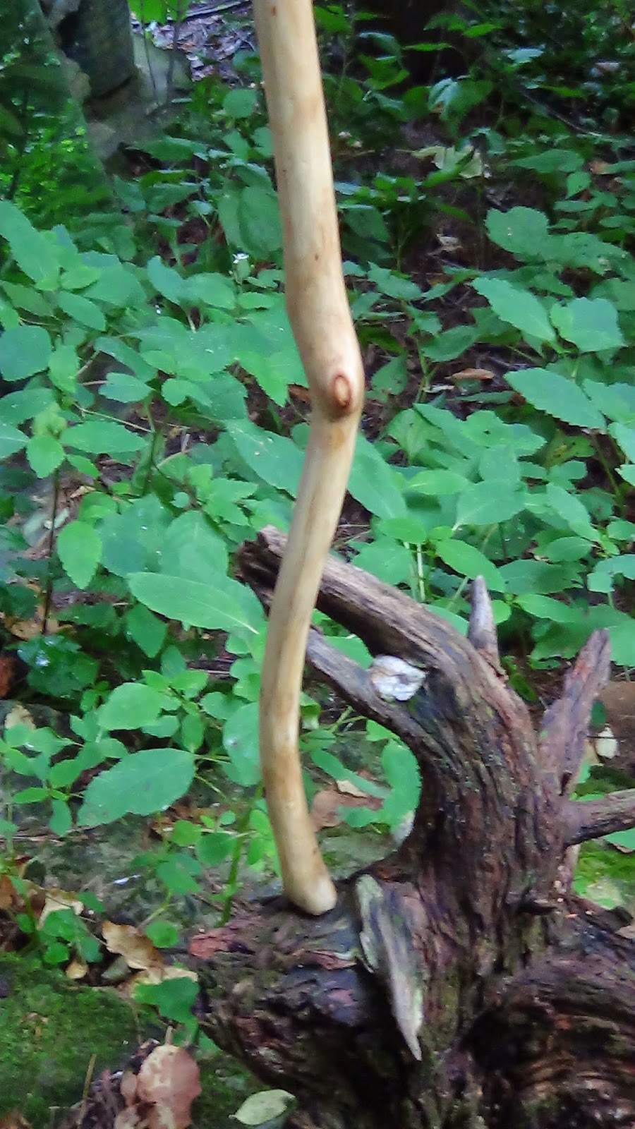 WATERFALL ROAD: THE MOUNTAIN DOGWOOD WALKING STICK