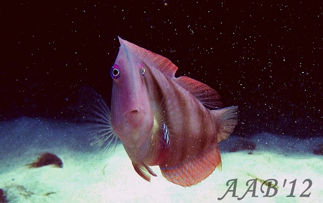 MALLORCA SALVAJE: Un tesoro del mar balear: el Raor