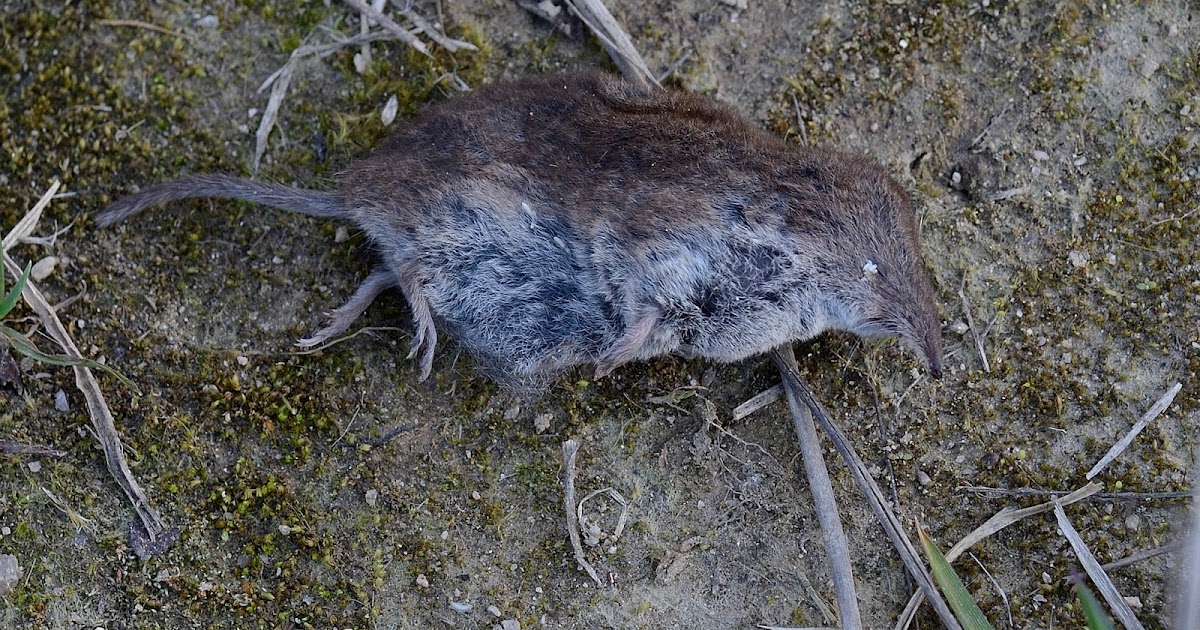 CLUBE DE CIÊNCIAS DA NATUREZA: Musaranho-de-dentes-brancos-grande