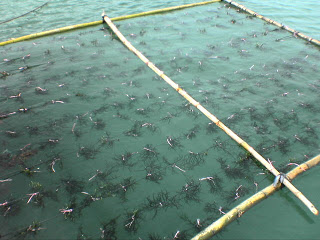 Gema Wirausaha: Teknik Budidaya Rumput Laut