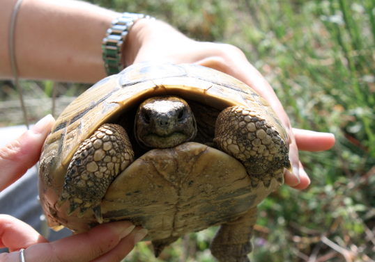 brenna journeys.: Myrtle the Turtle