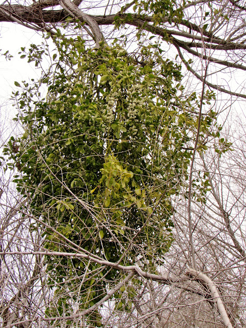 Say 'Merry Christmas' with California's Native Mistletoe!