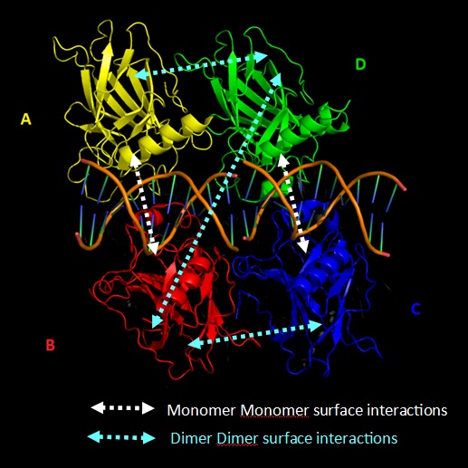 Structure of p73 DNA binding domain tetramer: Intersubunit Interactions