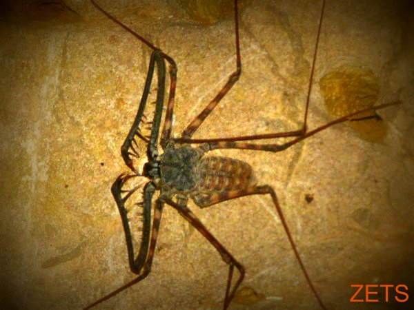 Tripping around CEBU: TALISAY CITY & MANIPIS AREA