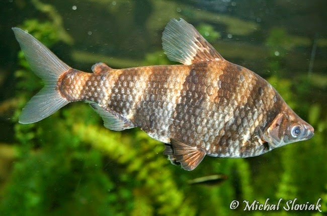 HEADSTANDER FISH photos - wallpapers | the fun bank