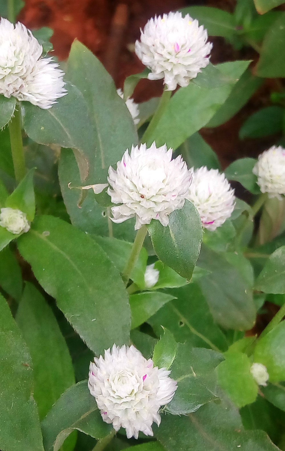 Kenop Flower White Color