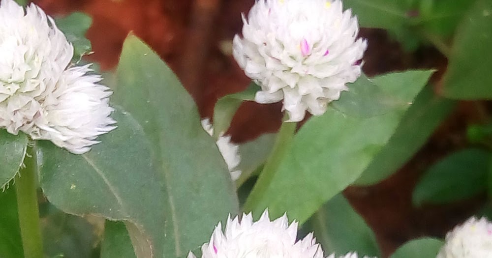 Kenop Flower White Color