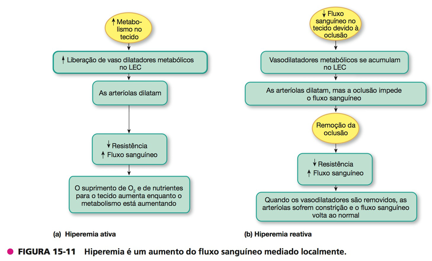 hiperemia é um aumento do fluxo sanguíneo mediado localmente