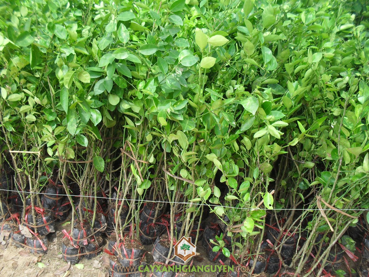 CÁCH CHĂM SÓC CÂY CHANH GIẤY SAU KHI TRỒNG ~ Cây Chanh Giấy