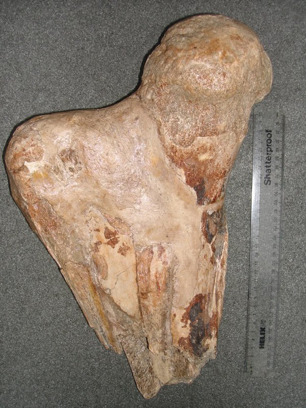 MERSEA WILDLIFE: OLD FOSSILS