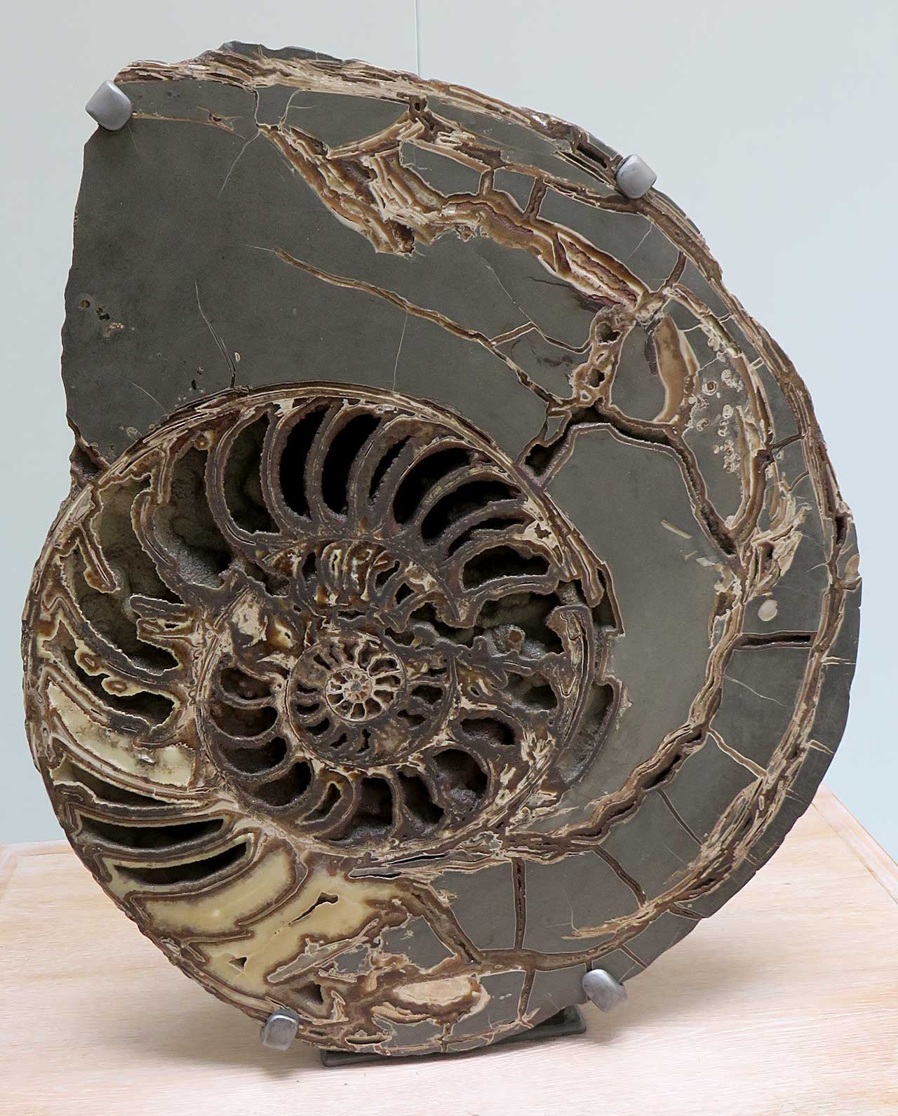Louisville Fossils and Beyond: Asteroceras stellare Ammonite Fossil
