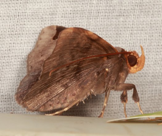 BunyipCo: Another Moth Night!